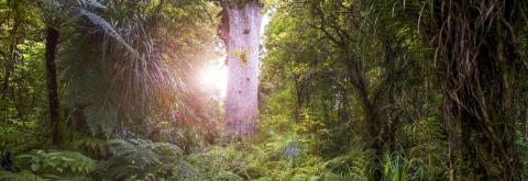 Māori Food Culture – Traditions, Ingredients & Foraging